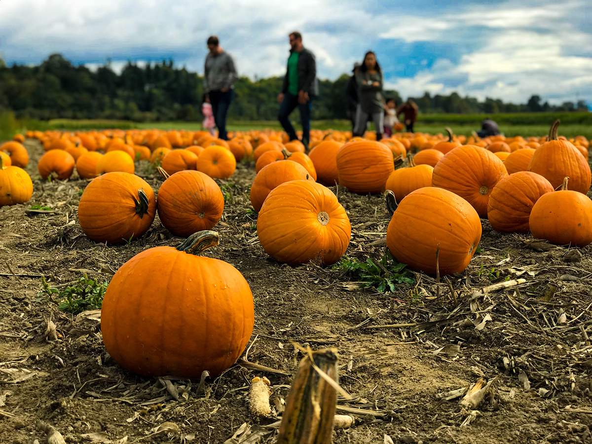 Maris Farms: Pumpkin Patch! | LifeWay Church